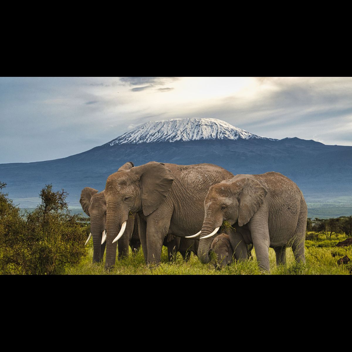 Joining forces to stop wildlife trafficking